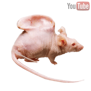 04 | November | 2010 | The Daily Omnivore