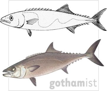 Escolar | The Daily Omnivore