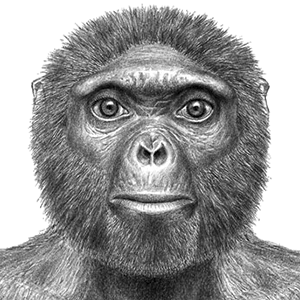 Ardi | The Daily Omnivore