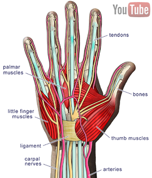 Hand Transplant | The Daily Omnivore