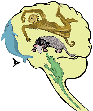 Triune Brain | The Daily Omnivore