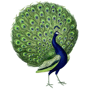 Handicap Principle | The Daily Omnivore