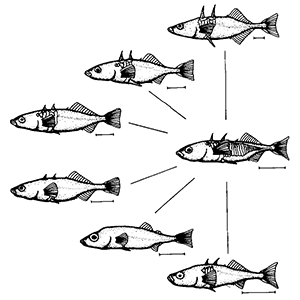 26 | August | 2011 | The Daily Omnivore