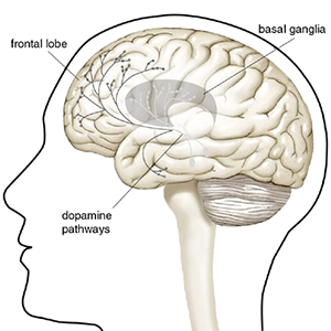 Mesolimbic Pathway | The Daily Omnivore